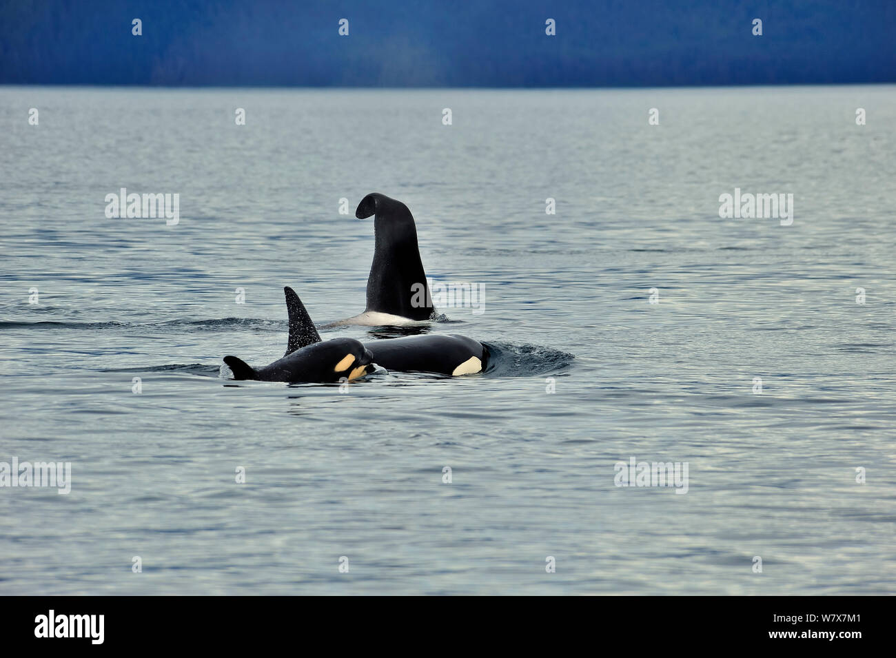 Gulf coast of alaska hi-res stock photography and images - Alamy