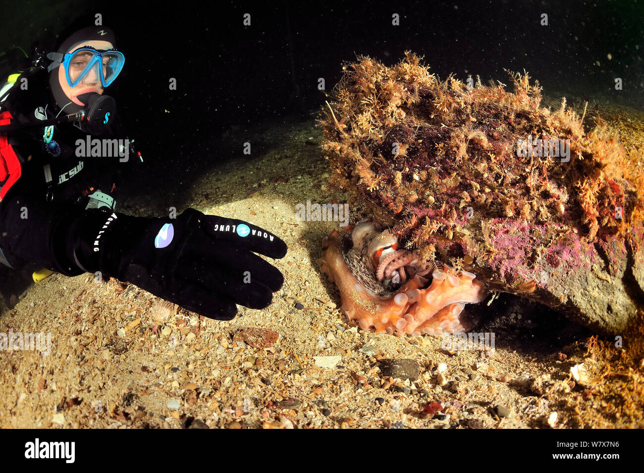Underwater diver octopus hi-res stock photography and images - Alamy