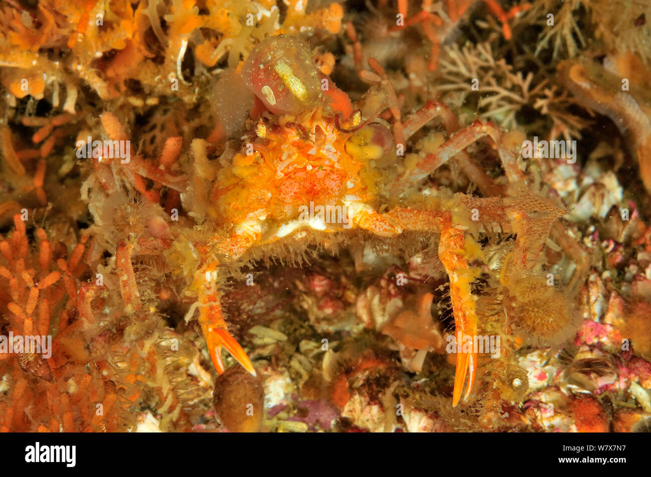 Decorator crab hi-res stock photography and images - Alamy