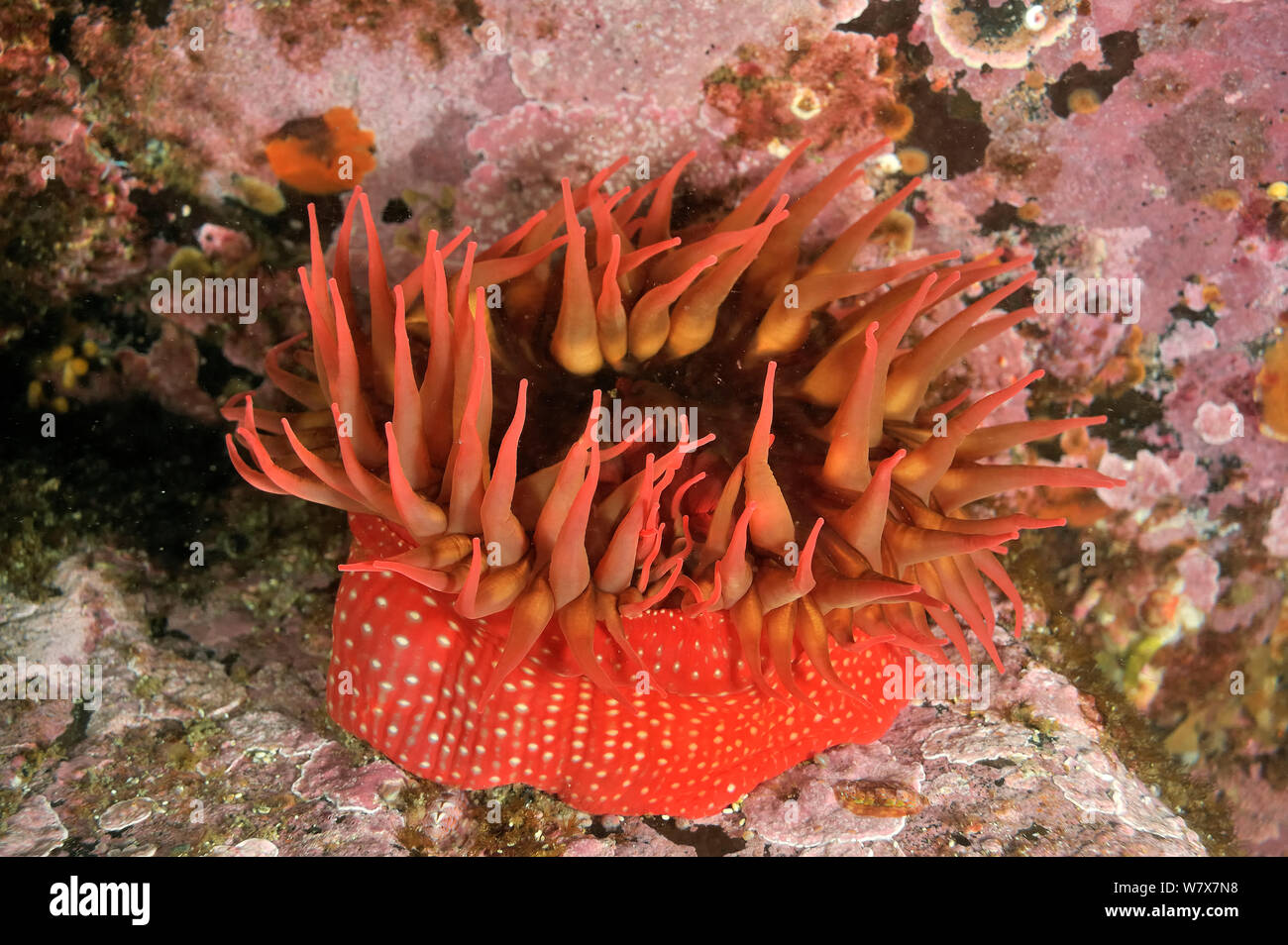 Lofotensis hi-res stock photography and images - Alamy