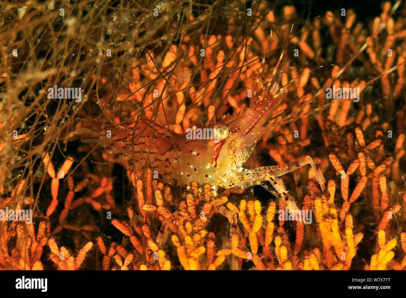 Coonstripe shrimp / Dock shrimp (Pandalus danae), Alaska, USA, Gulf of ...