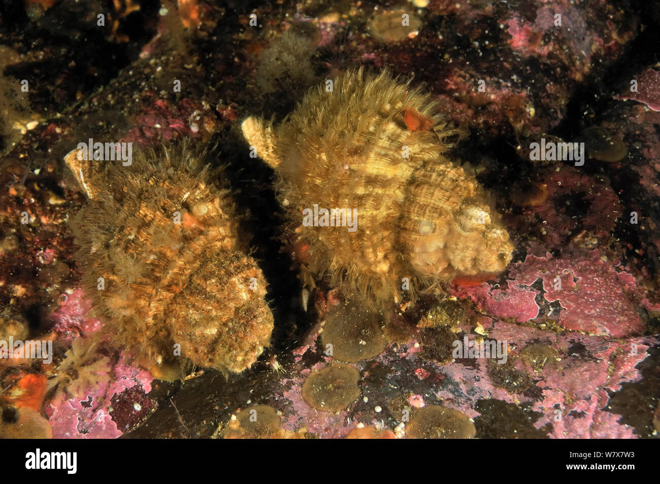 Oregon hairy triton hi-res stock photography and images - Alamy