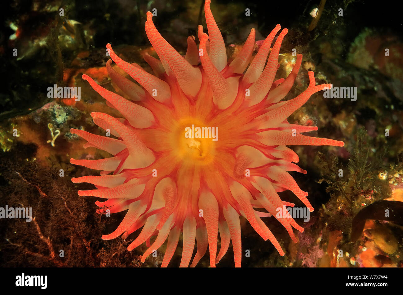 Painted anemone (Urticina crassicornis) from above, Alaska, USA, Gulf ...