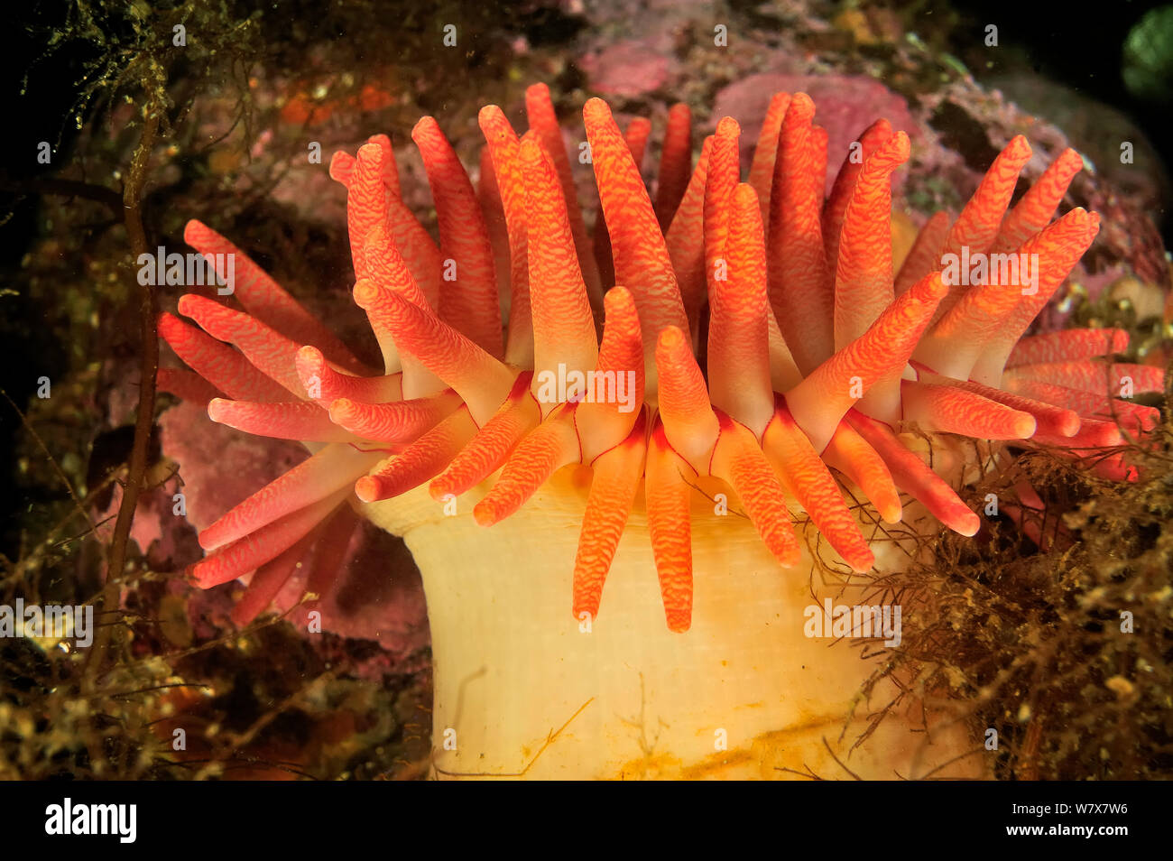 Painted anemone (Urticina crassicornis), Alaska, USA, Gulf of Alaska ...