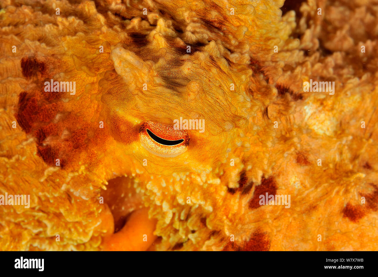 Close-up of the head of the Giant Pacific octopus (Octopus dofleini ...