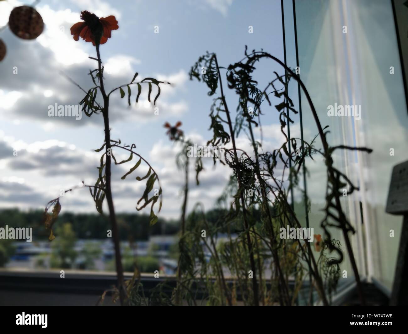 Summer Helsinki 2019 Stock Photo - Alamy