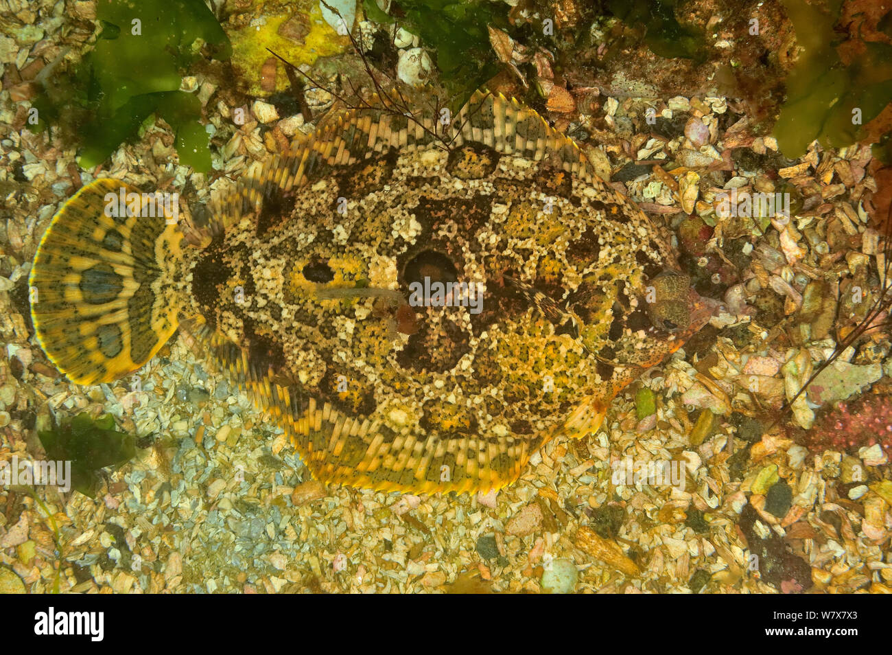 Turbot sea hi-res stock photography and images - Alamy