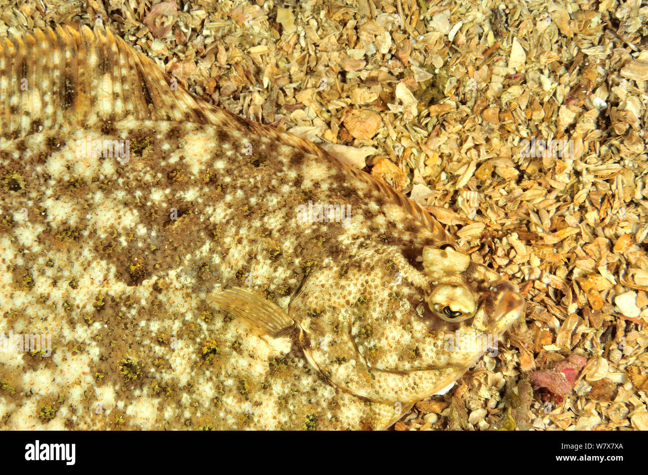 Close up of head of Rock sole (Lepidopsetta bilineata) from above ...