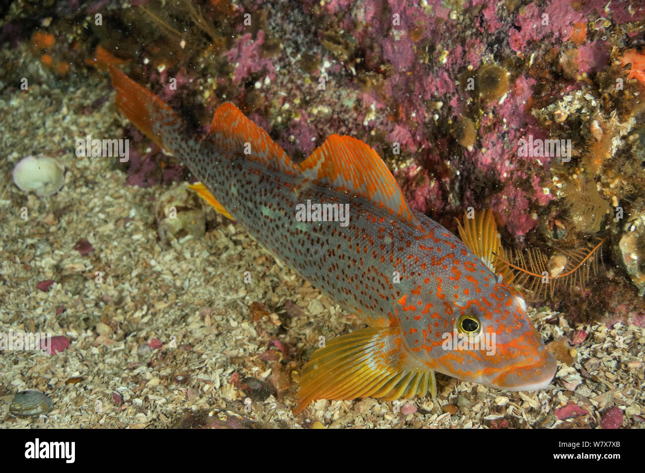 Kelp Greenling High Resolution Stock Photography and Images - Alamy