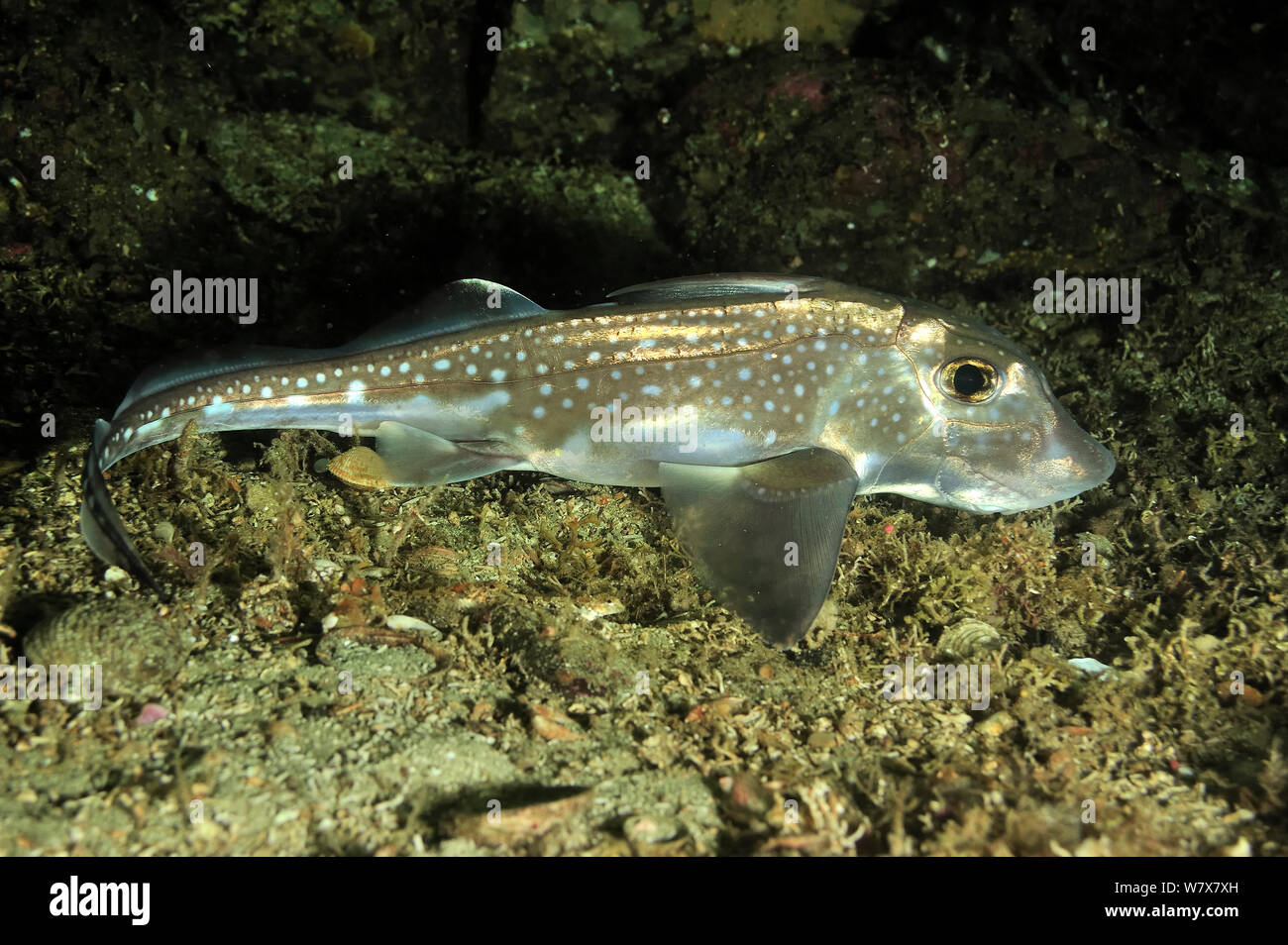 Life Of Spotted Ratfish Life Of Sea