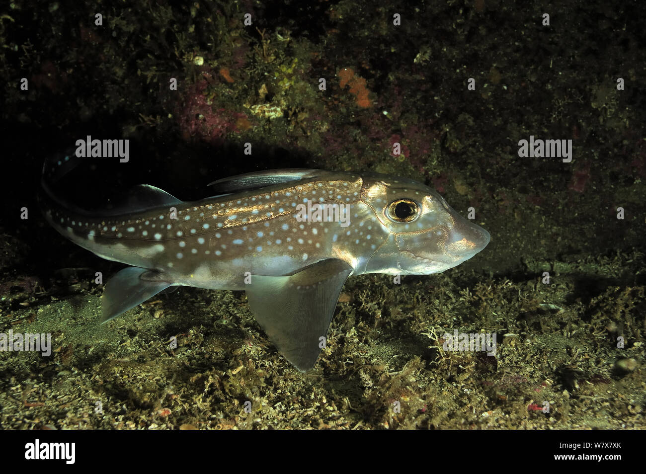 Ratfish hi-res stock photography and images - Alamy