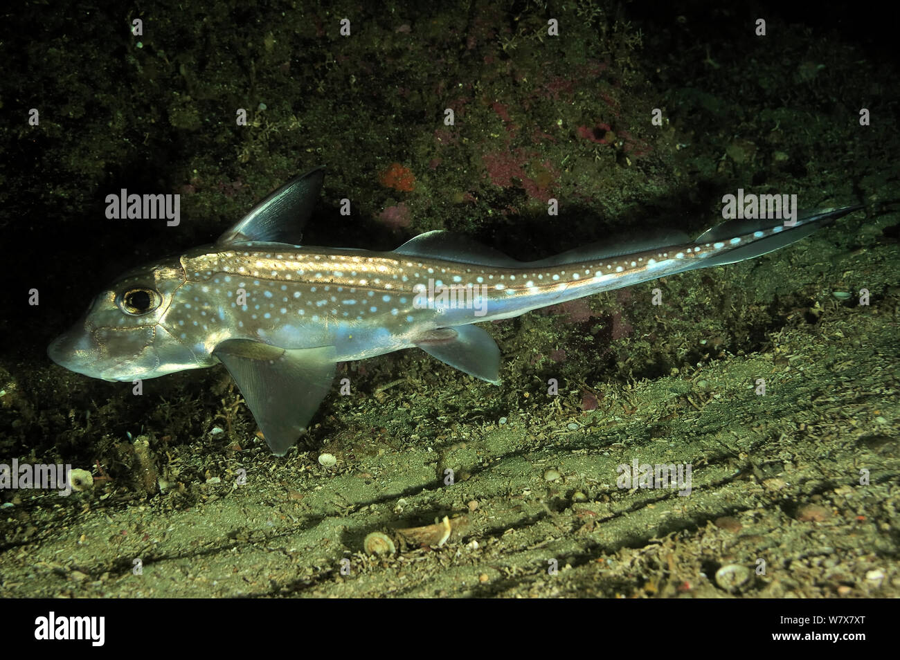 A Photographs Of The Largest And Smallest Ratfish Used