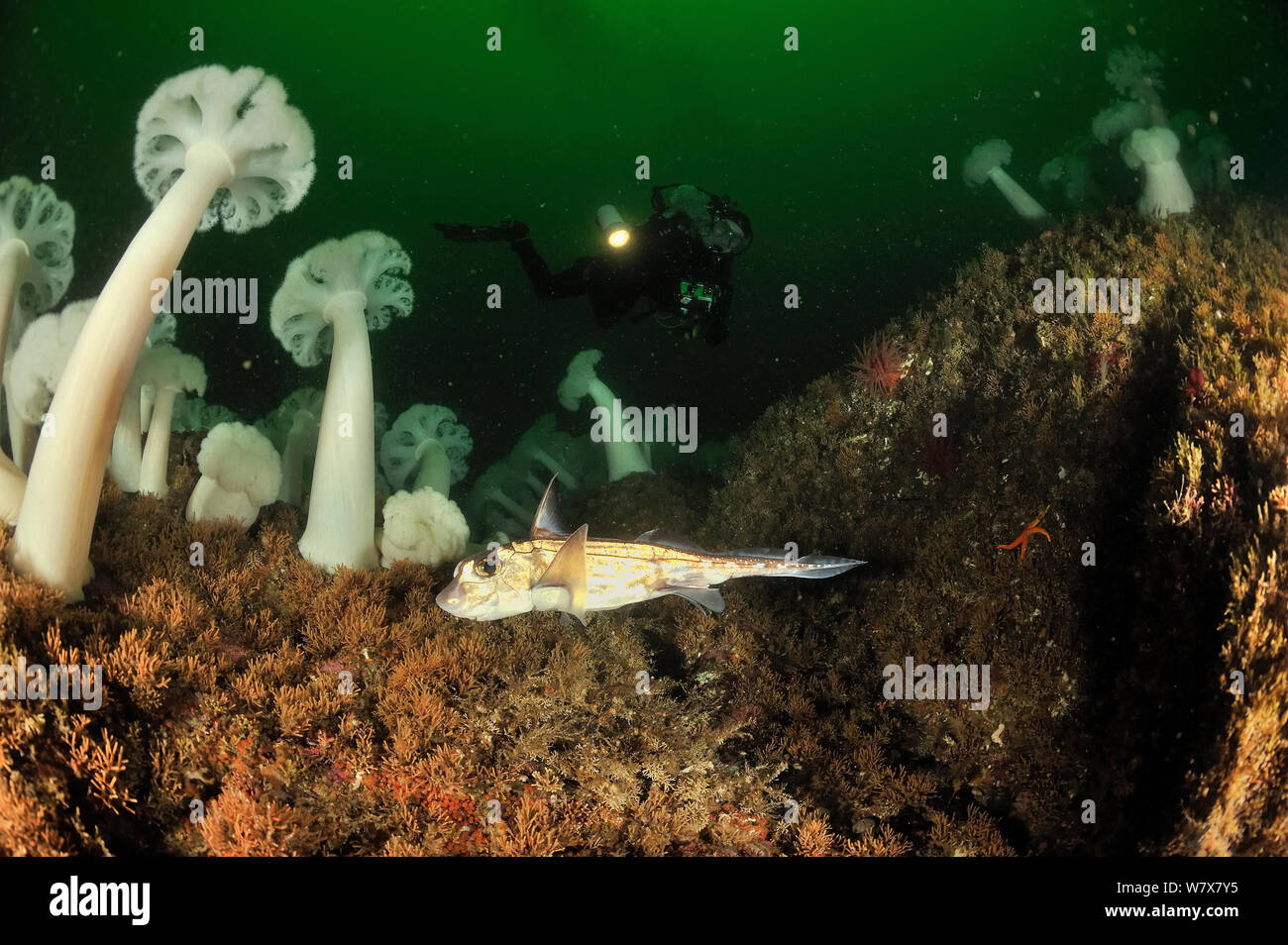 Diver behind a Spotted ratfish (Hydrolagus colliei) with Giant plumrose ...
