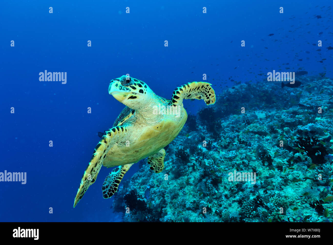 Reef turtles hi-res stock photography and images - Alamy