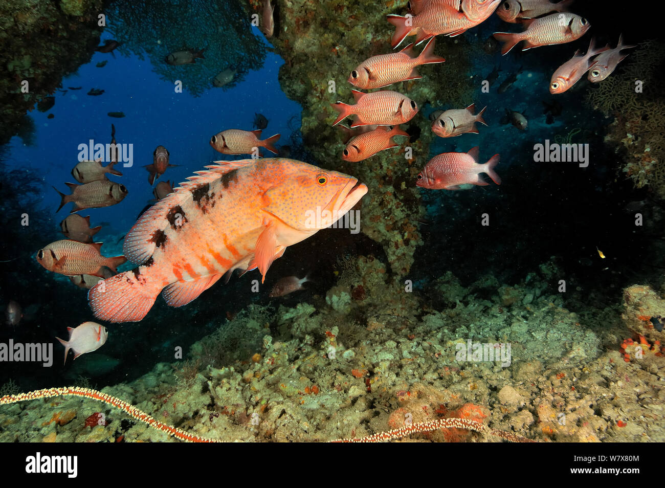 Spotted grouper fish hi-res stock photography and images - Alamy