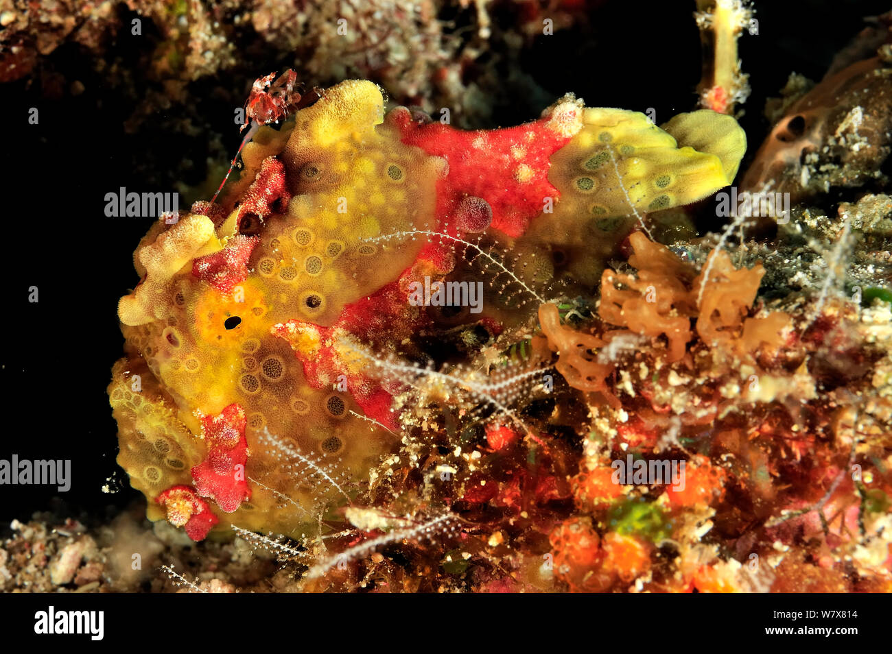 Warty frogfish (Antennarius maculatus) Maldives. Indian Ocean Stock ...