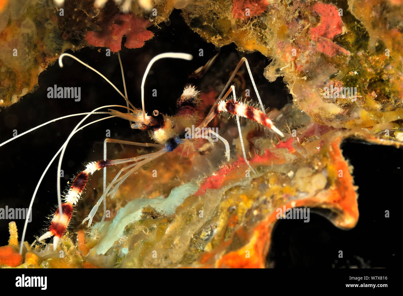 Banded coral shrimp (Stenopus hispidus) Maldives. Indian Ocean Stock ...