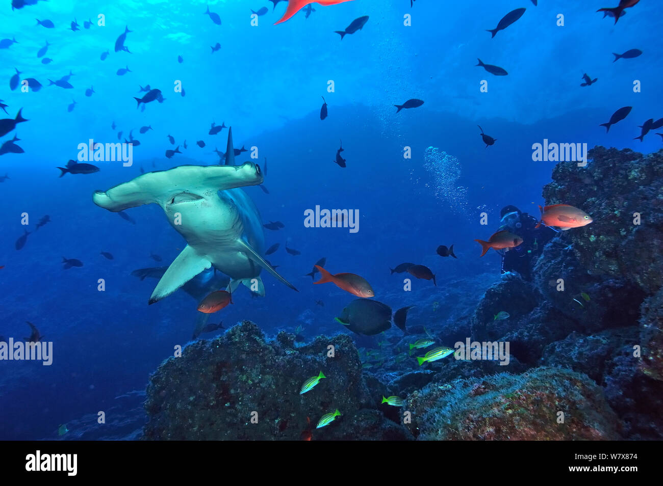 Coral Reef Fish Costa Rica High Resolution Stock Photography and Images ...