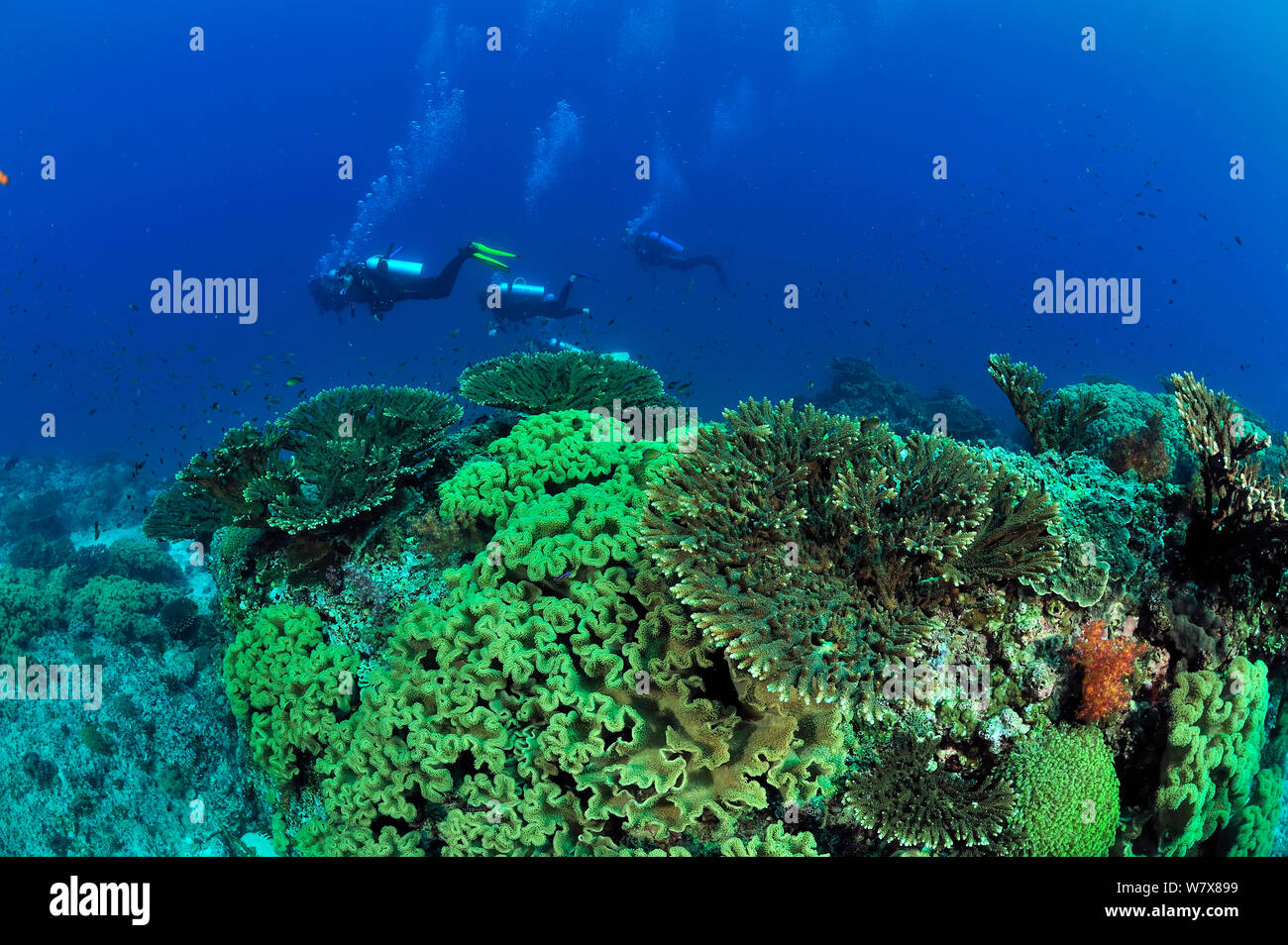Gulf of oman scuba diving hi-res stock photography and images - Alamy