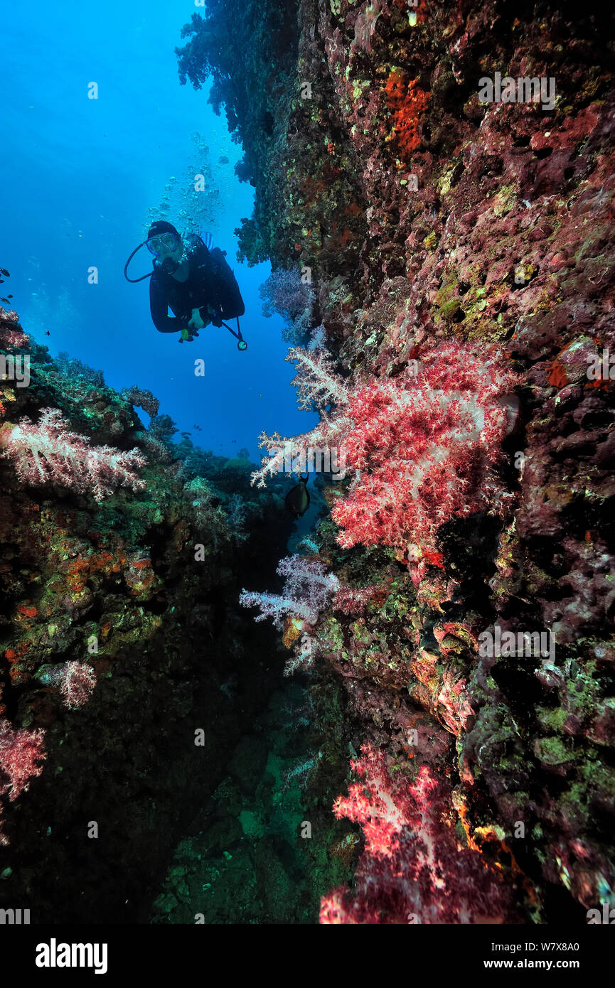 Arabian gulf coral hi-res stock photography and images - Alamy