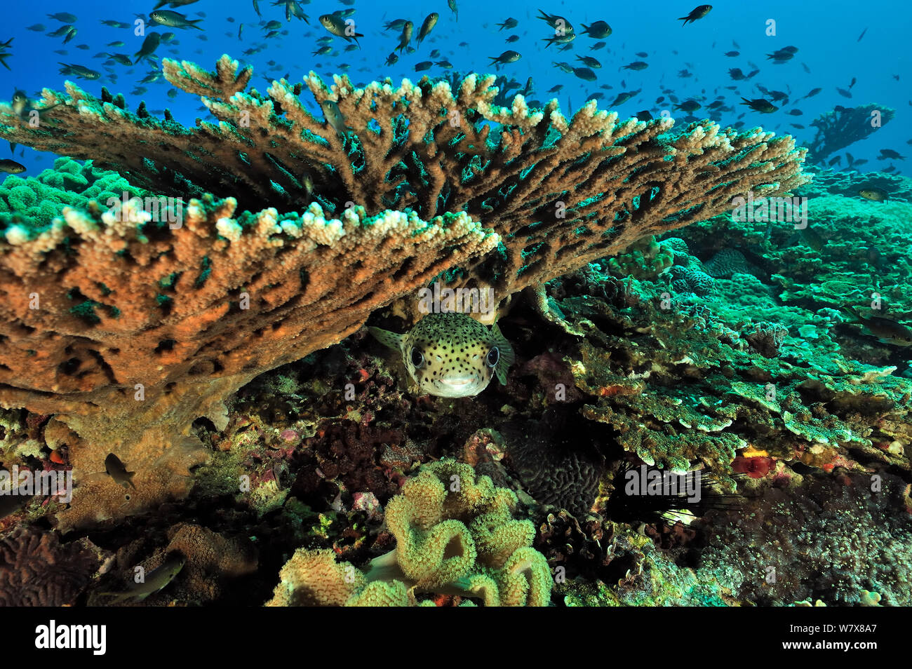 Coral reef with ternate pullers / chromis (Chromis ternatensis) above ...