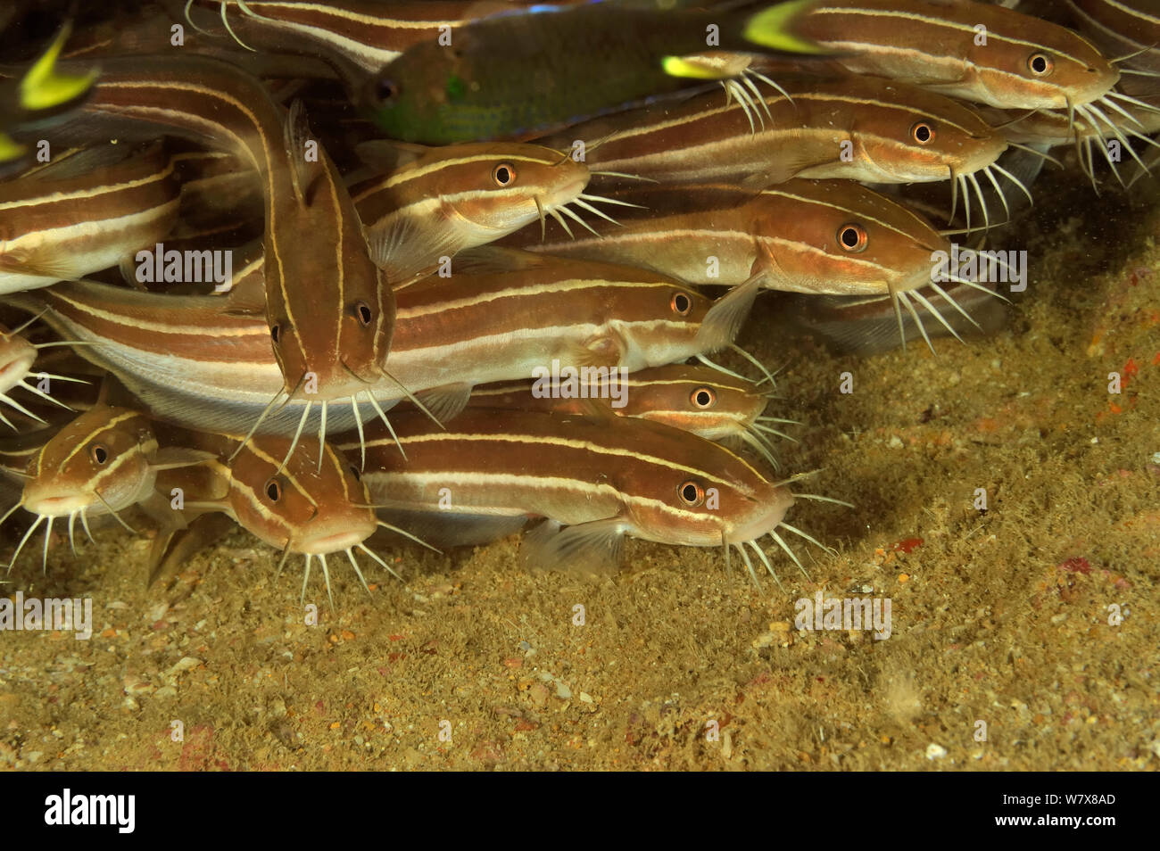 Striped eel catfish (Plotosus lineatus), Daymaniyat islands, Oman. Gulf ...