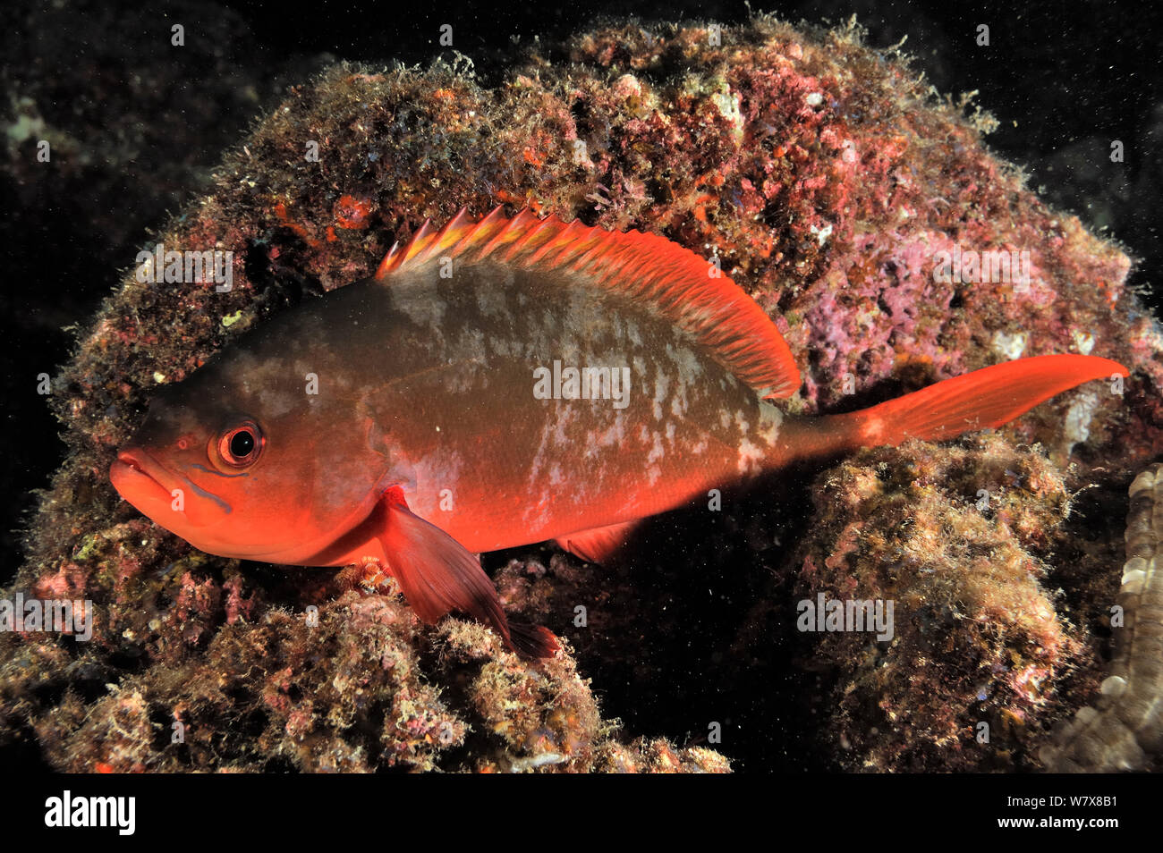 Pacific creolefish hi-res stock photography and images - Alamy