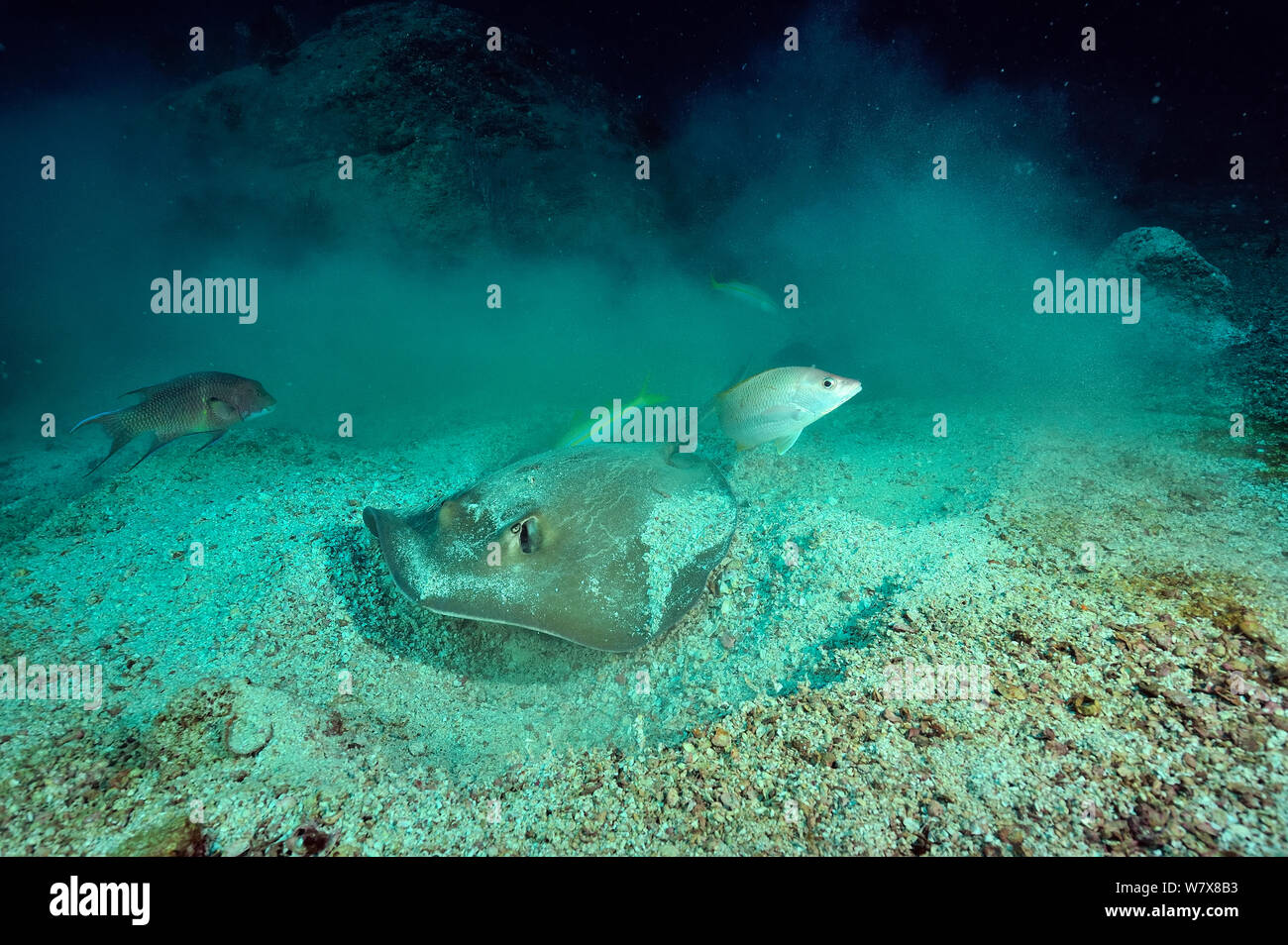 Diamond stingray (Dasyatis dipterura) searching in the sand for some ...