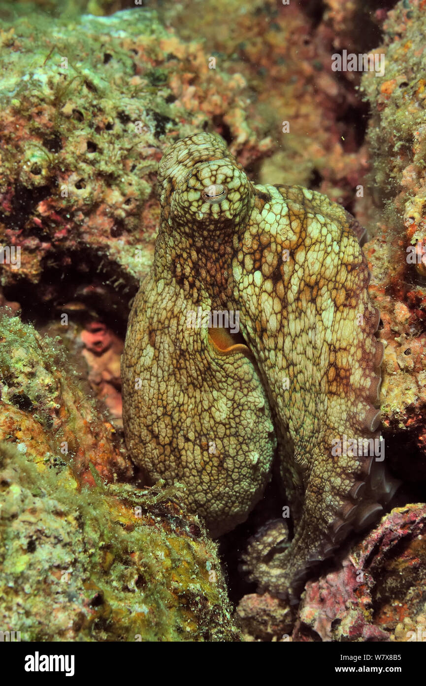 Common reef octopus (Octopus cyanea) Baja California peninsula, Mexico ...