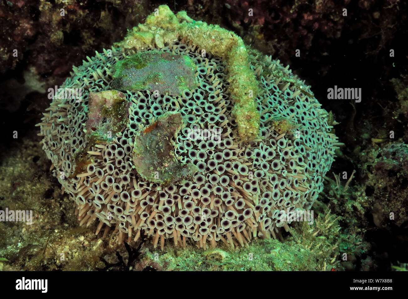 Poisonous sea urchin (Toxopneustes pileolus / roseus) can be lethal if ...