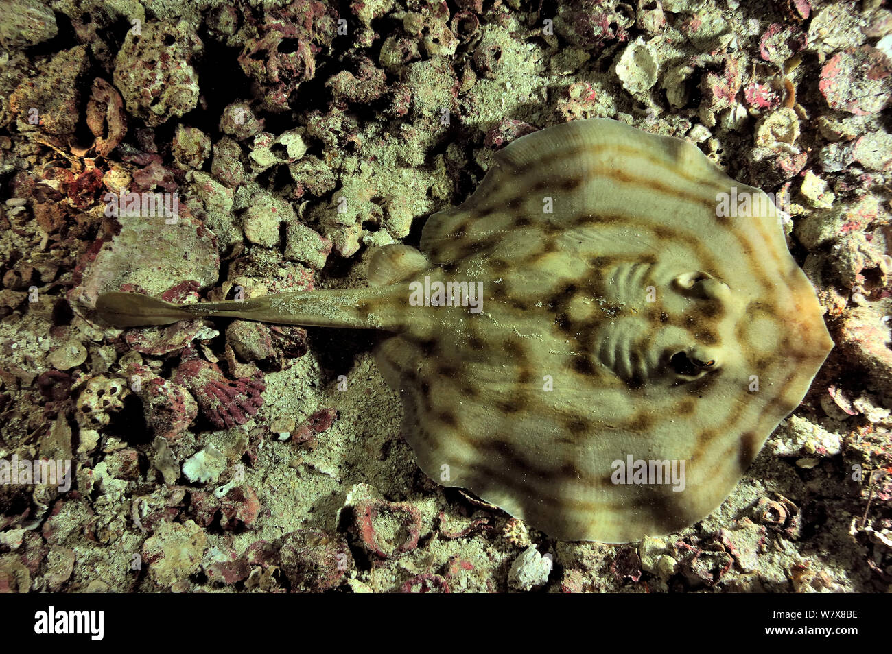 Reef stingray (Urobatis concentricus) at night, Baja California ...