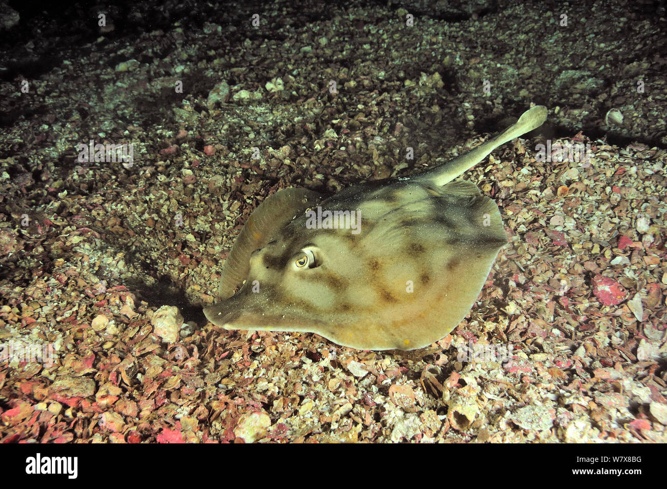 Cortez round stingray / spotted round ray (Urobatis maculatus) at night ...