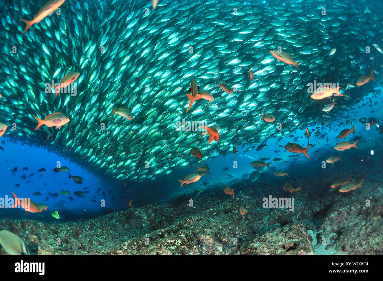 Mexico fish shoal hi-res stock photography and images - Alamy