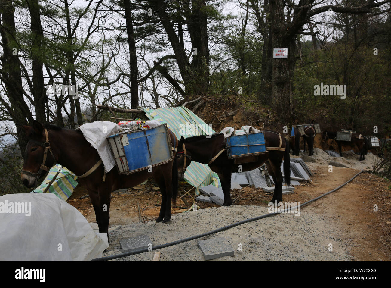 Mules carrying construction materials for building a mountain walkway ...