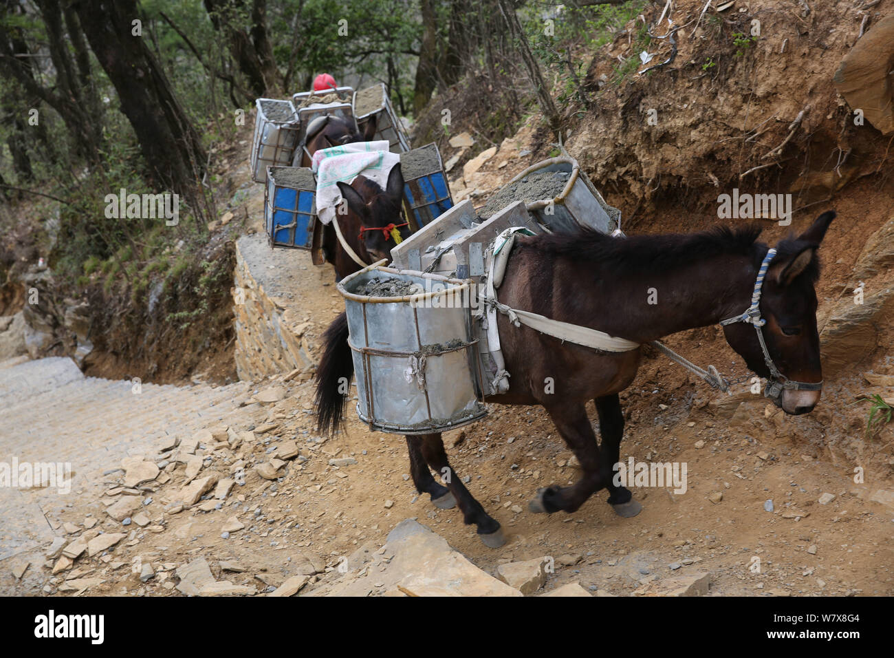 Chinese villagers use 10 mules to transport construction materials for ...