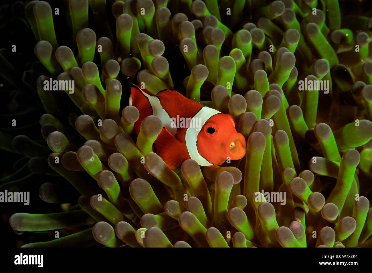 Radianthus ritteri marine animals hi-res stock photography and images ...