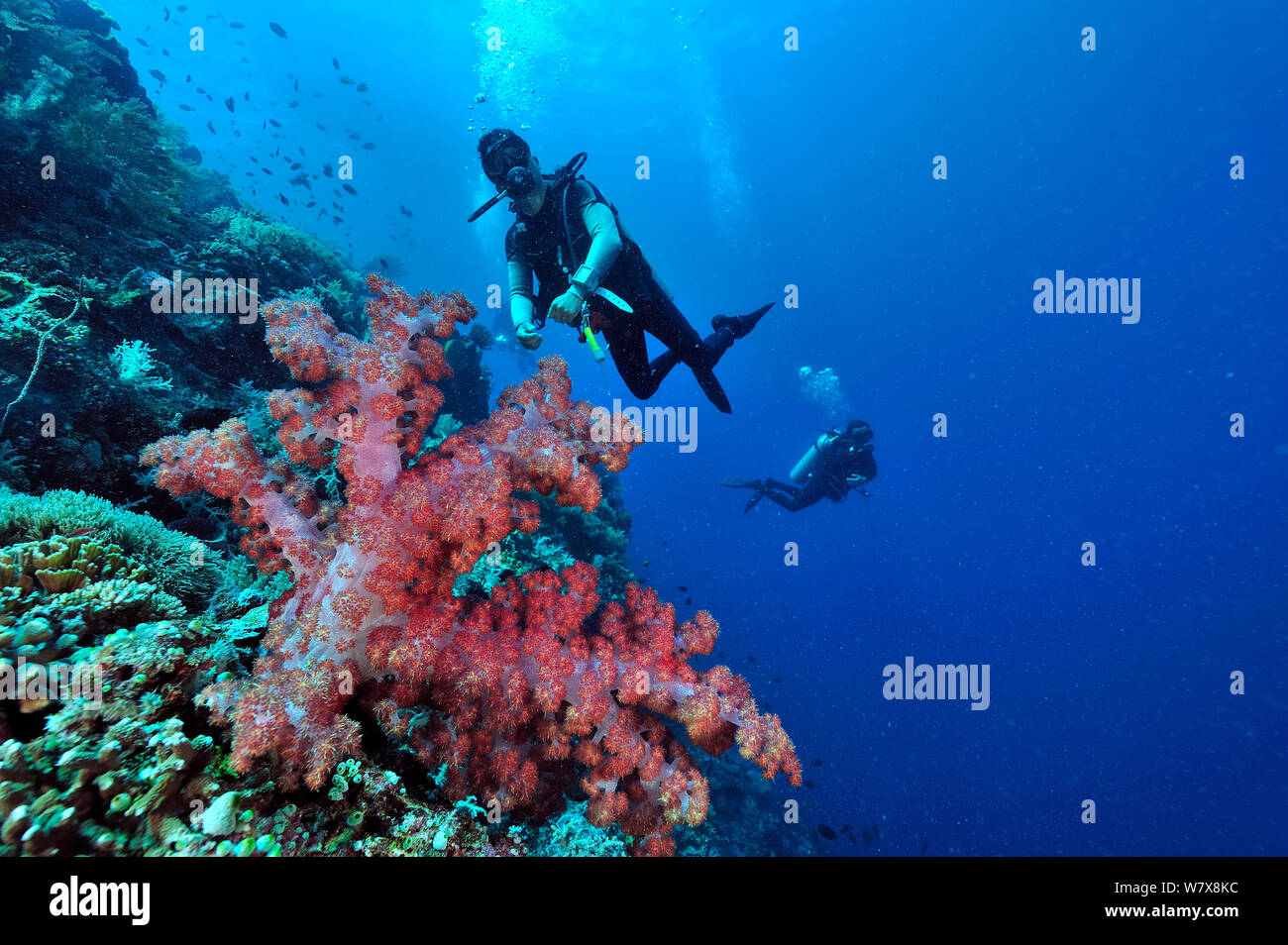Soft coral hi-res stock photography and images - Alamy