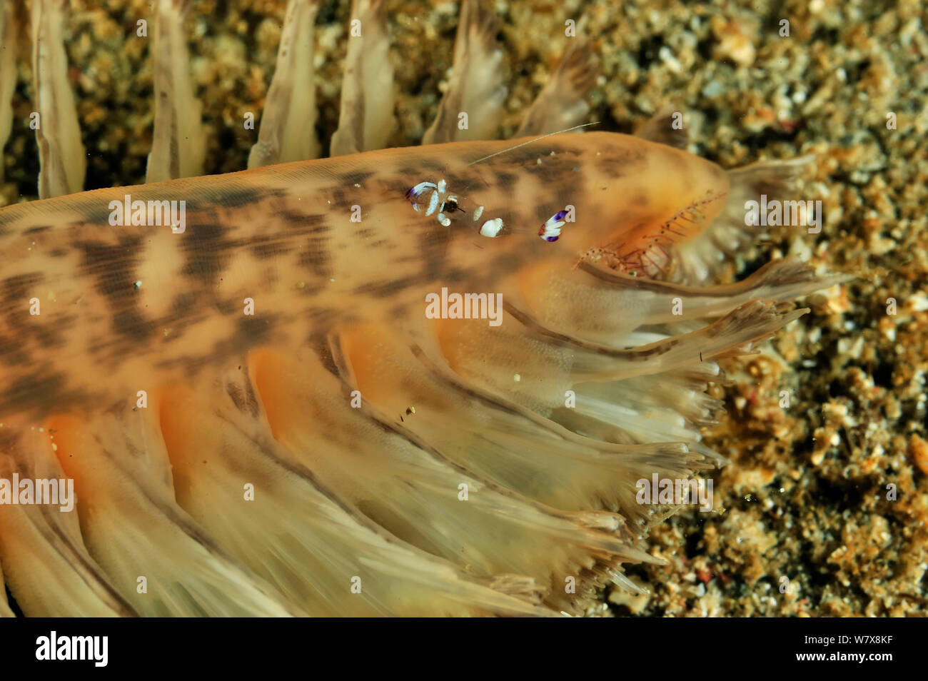 Anthozoa arthropods hi-res stock photography and images - Alamy