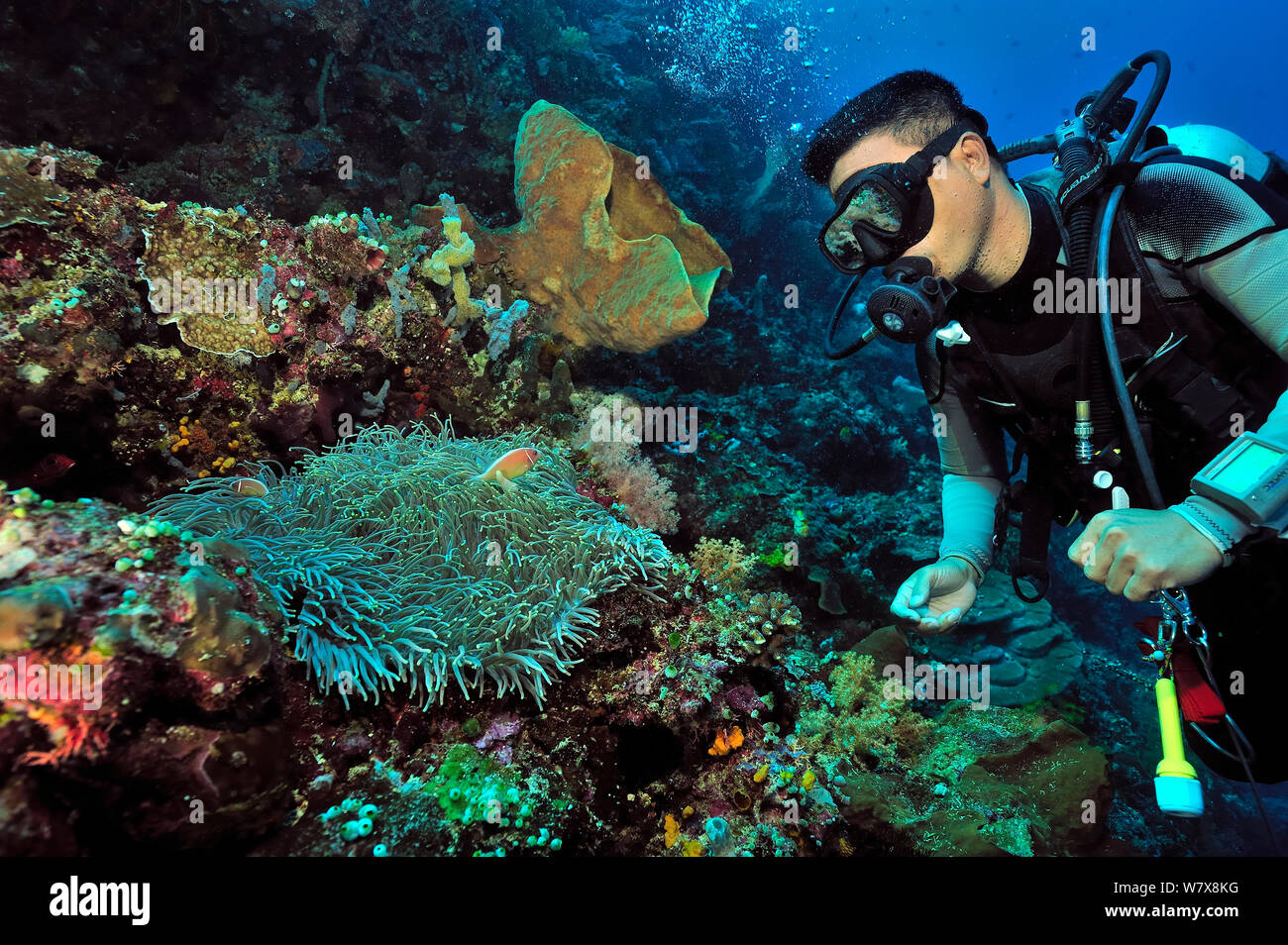Radianthus magnifica hi-res stock photography and images - Alamy