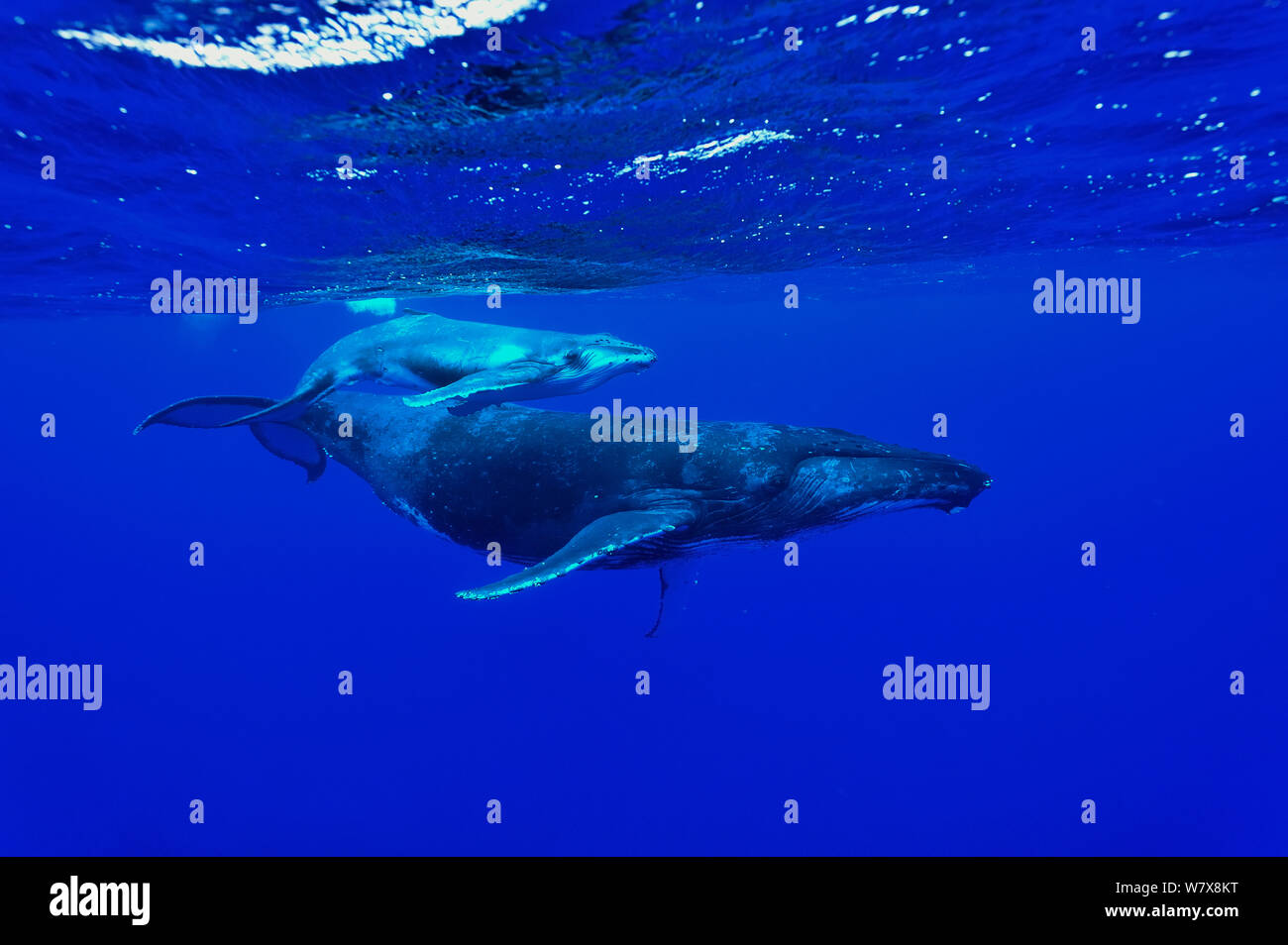 Female Humpback whale (Megaptera novaeangliae) with its very young calf ...