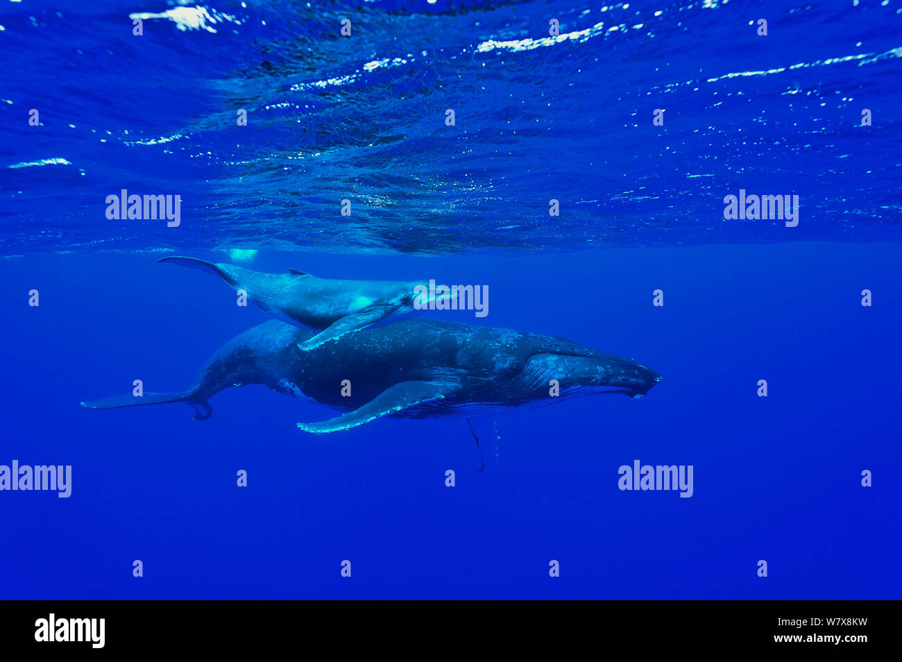 Female Humpback whale (Megaptera novaeangliae) with its very young calf ...
