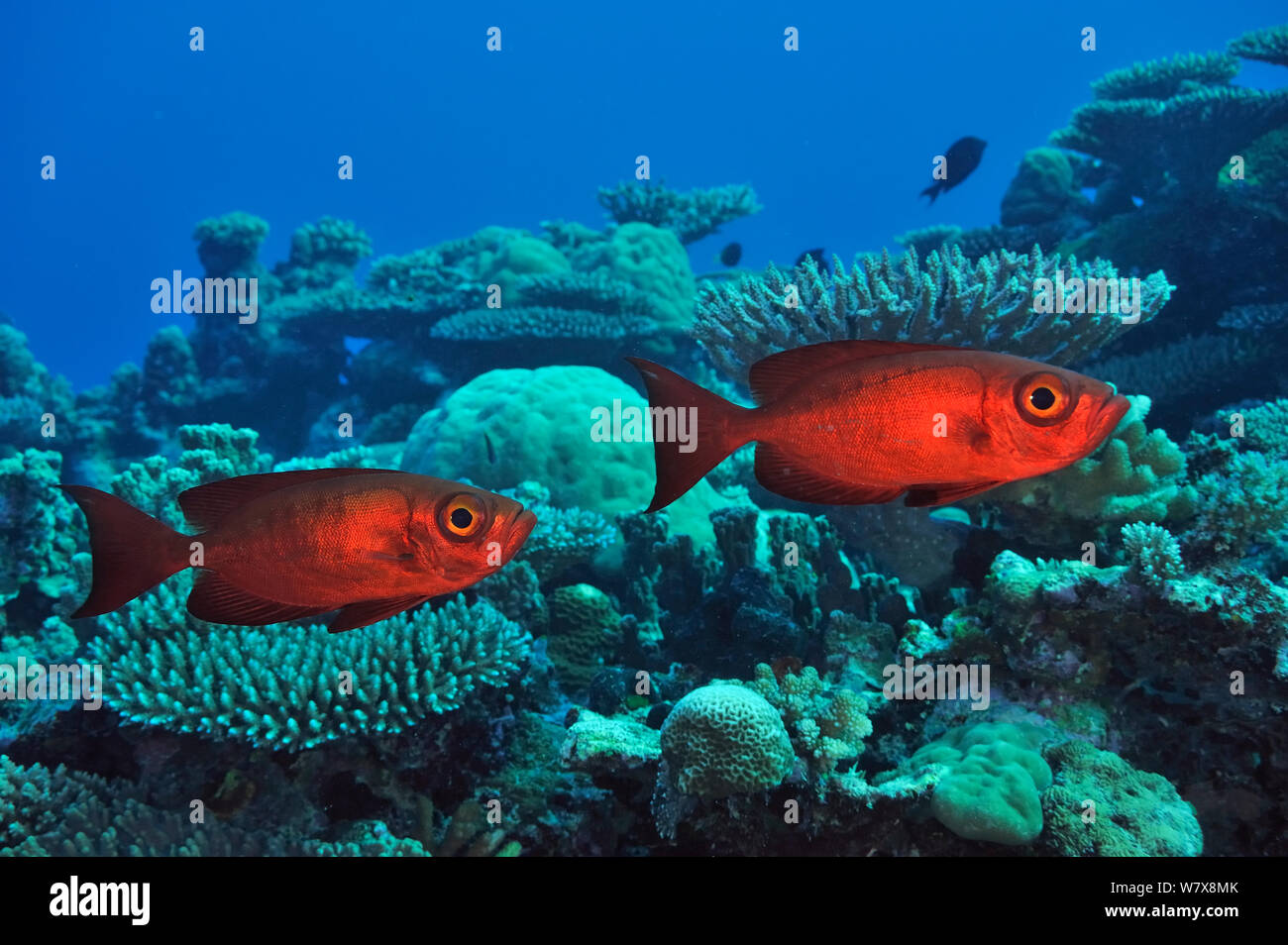 Common bigeye priacanthus hamrur on hi-res stock photography and images ...