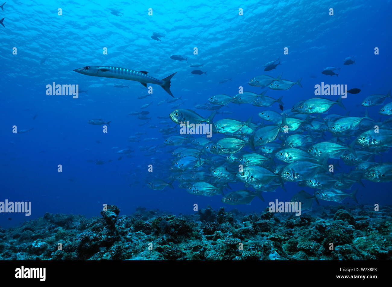 School of Blue trevally / jacks (Carangoides ferdau) following a ...
