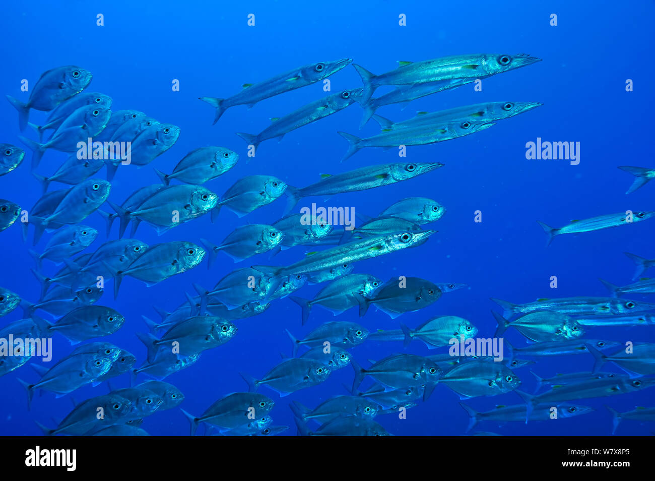 School of Blue trevally / jacks (Carangoides ferdau) mixed with Bigeye ...
