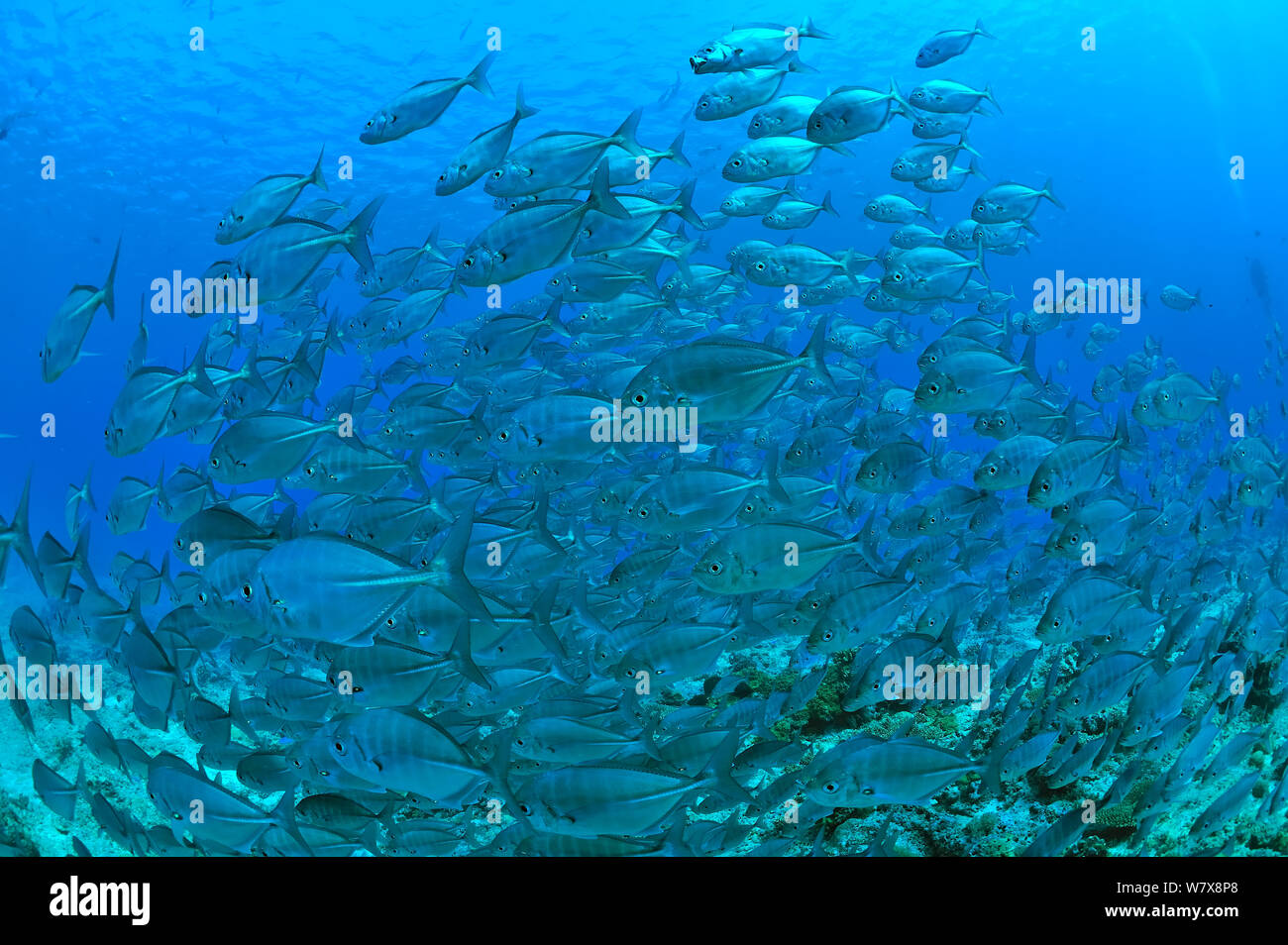 School of Blue trevally / jacks (Carangoides ferdau) Palau. Philippine ...