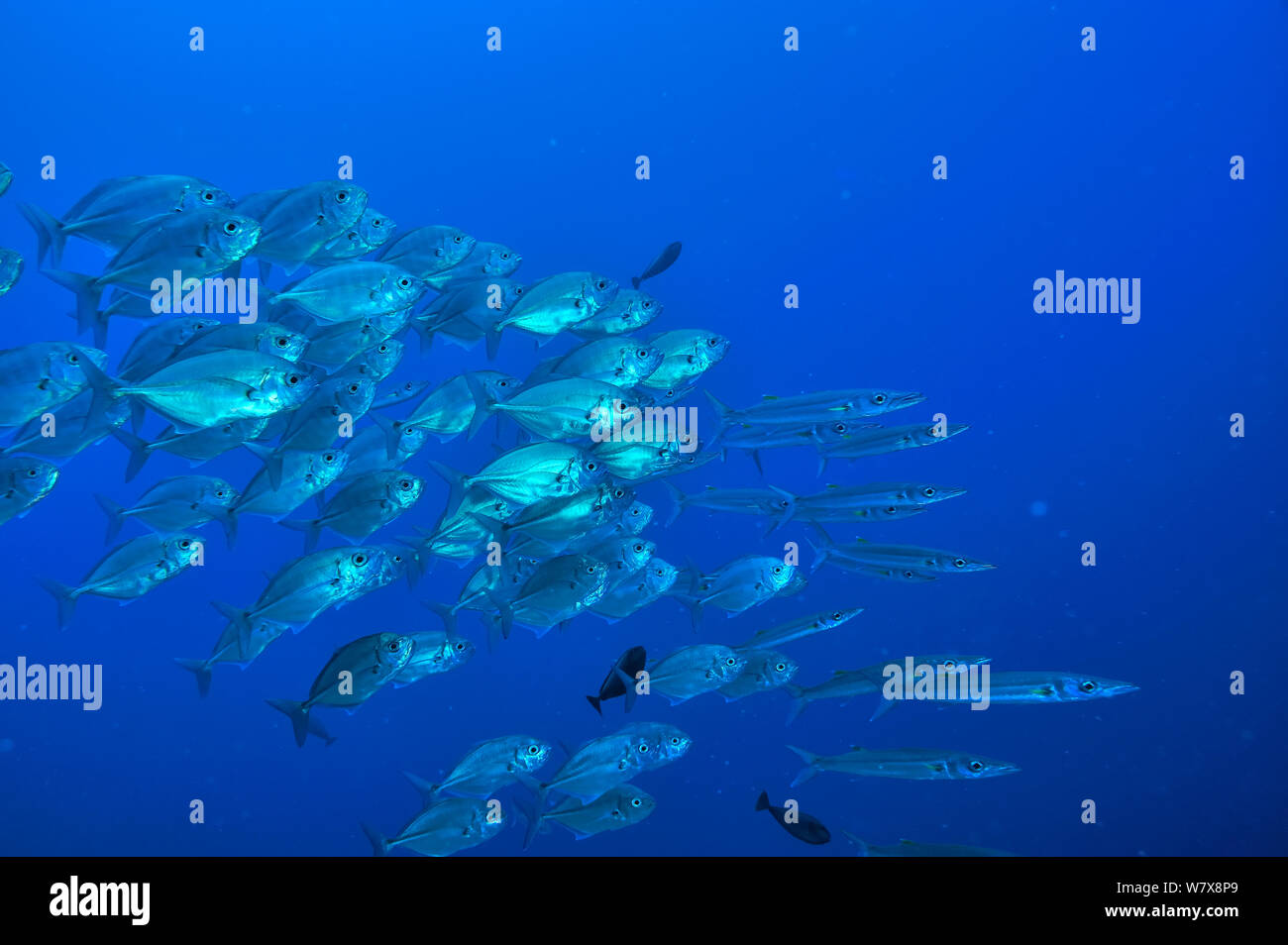 School of Blue trevally / jacks (Carangoides ferdau) mixed with bigeye ...