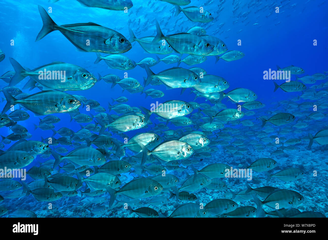 School of Blue trevally / jacks (Carangoides ferdau) Palau. Philippine ...