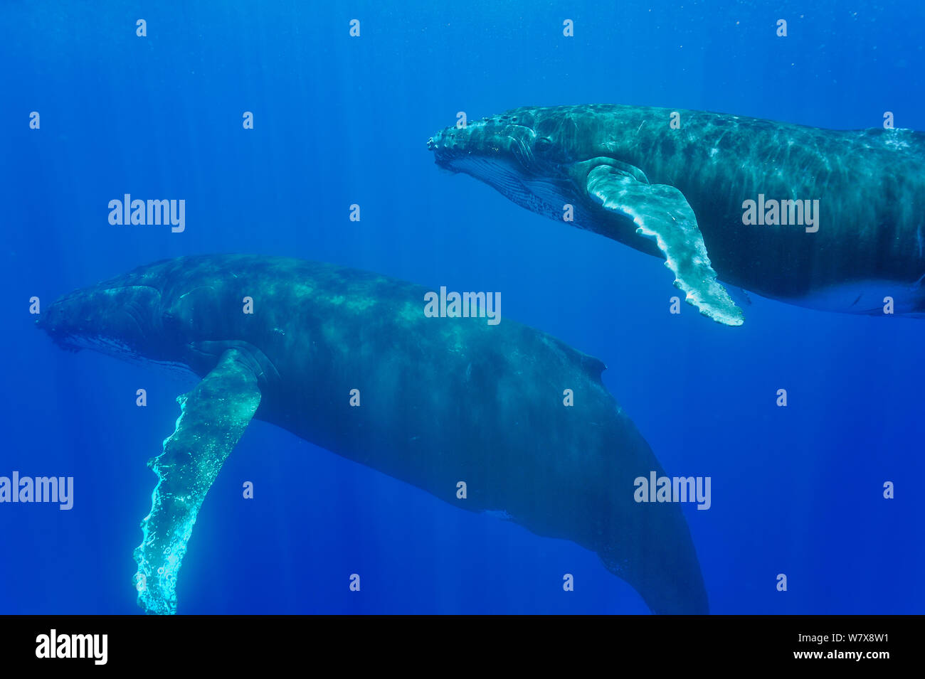 Female Humpback whale (Megaptera novaeangliae) with its calf in open ...