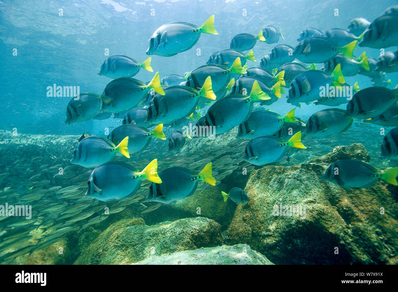 Razor fish hi-res stock photography and images - Alamy