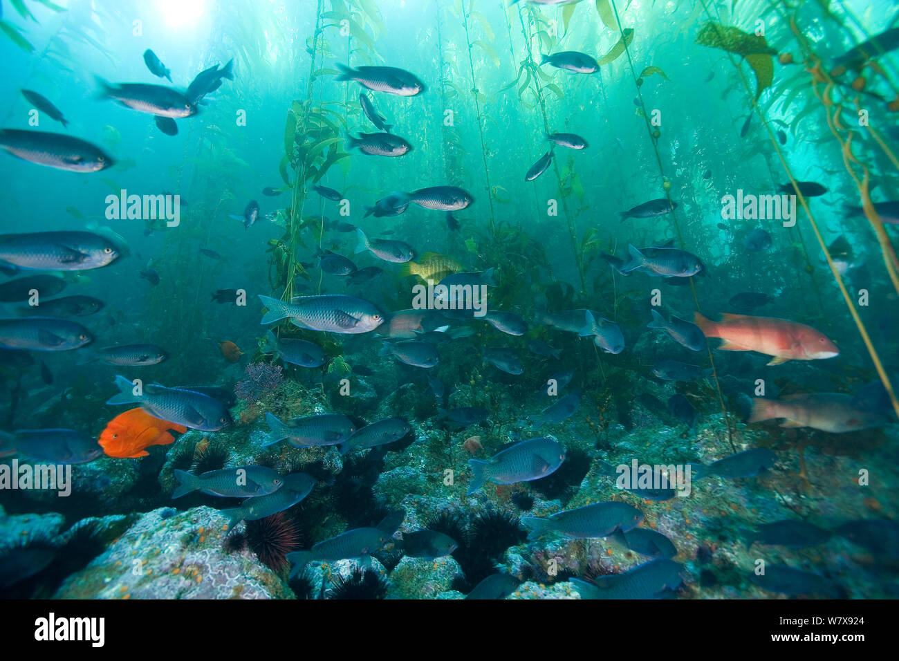Blacksmith damselfish hi-res stock photography and images - Alamy